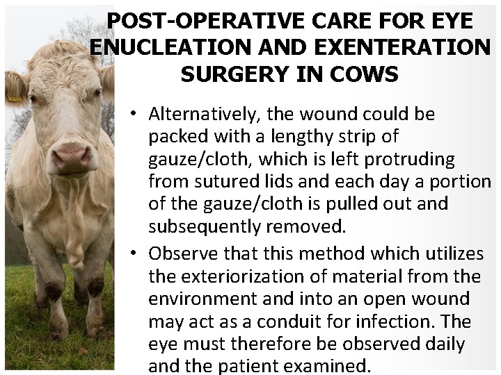 BOVINE EYE ENUCLEATION AND EXENTERATION PostOperative Considerations ...