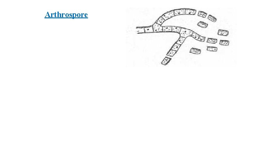 REPRODUCTION in FUNGI Fungi have the ability of