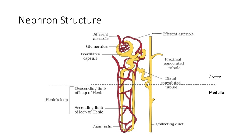 16 5 Control of blood water potential structure