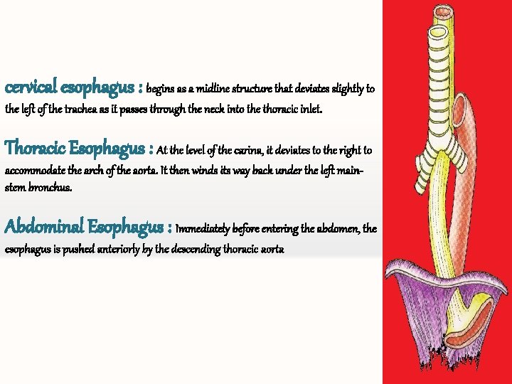 Esophageal Motility Disorders BY Niloofar Azizi Esophageal Anatomy