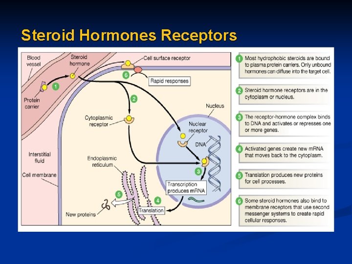 Endocrine Pharmacology Basic principles n Endocrine System Uses