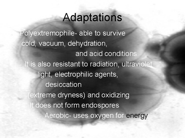 Deinococcus Radiodurans Strange Berry that Withstands Radiation ...