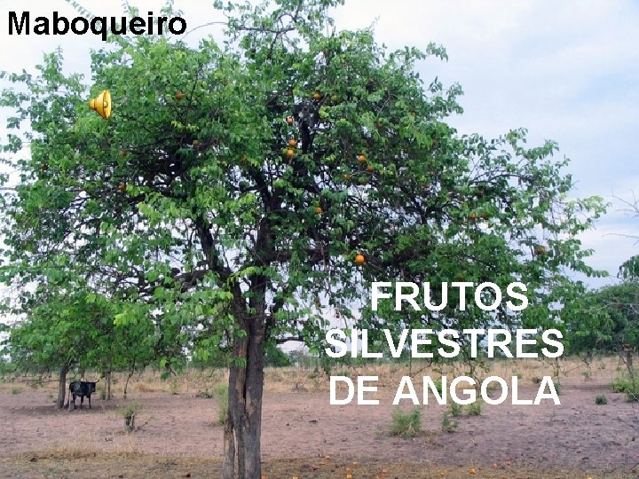 Maboqueiro FRUTOS SILVESTRES DE ANGOLA A fruticultura tropical