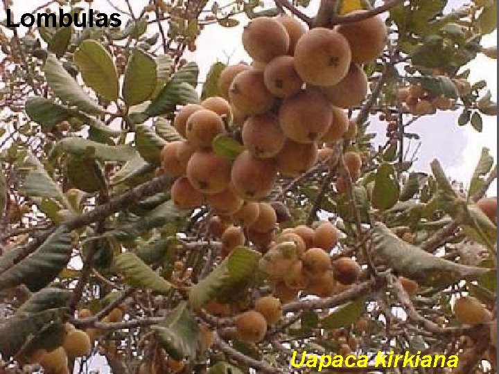 Maboqueiro FRUTOS SILVESTRES DE ANGOLA A fruticultura tropical