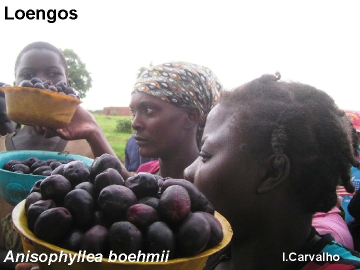 Maboqueiro FRUTOS SILVESTRES DE ANGOLA A fruticultura tropical