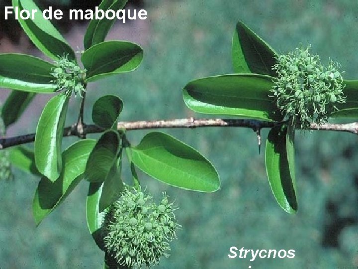 Maboqueiro FRUTOS SILVESTRES DE ANGOLA A fruticultura tropical