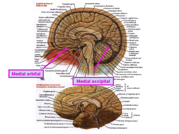 Cerebral longitudinal fissure Surfaces borders and poles Surfaces