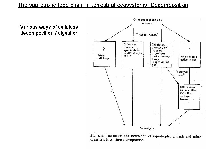 The saprotrofic food chain in terrestrial ecosystems Decomposition