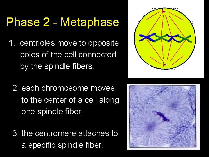 Mitosis and Asexual Reproduction Notes To be used