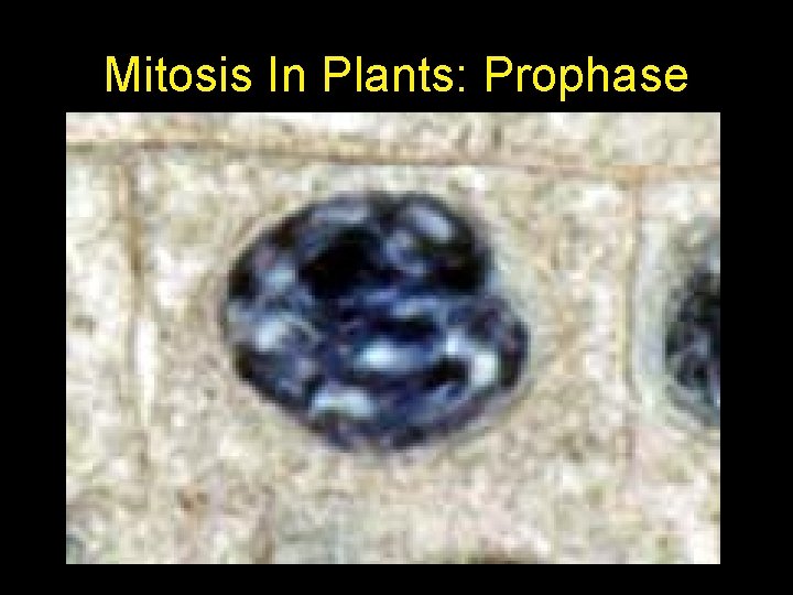Mitosis and Asexual Reproduction Notes To be used