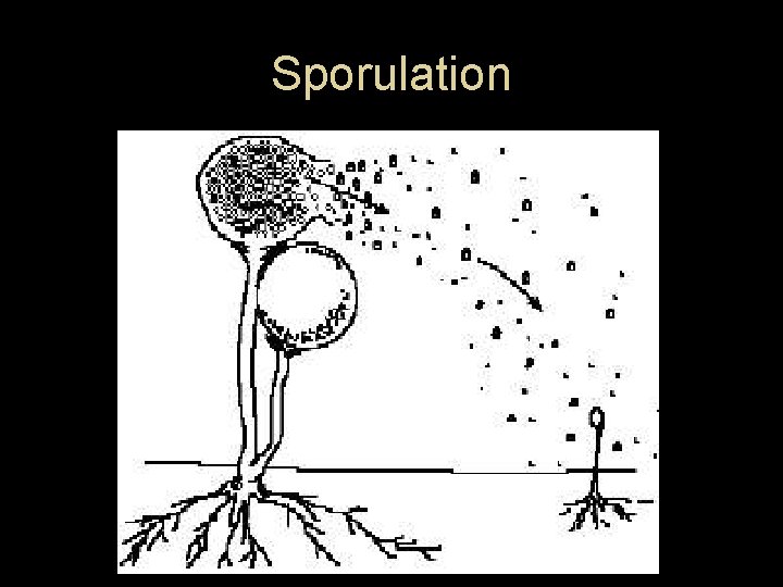 Mitosis and Asexual Reproduction Notes To be used