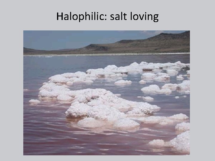 Growth and Reproduction Some bacteria can divide every