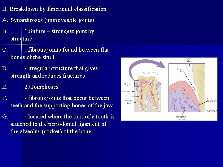 Articulations The place of union or junction between