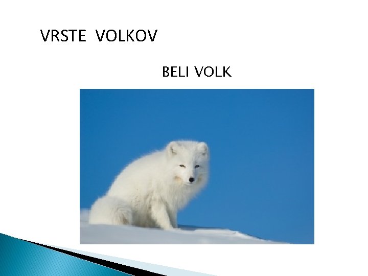 Volk Avtor Jaka Novak Razred 4 a Mentor