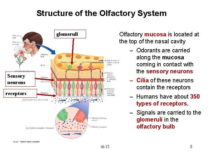 Sensation Perception Ch 15 The Chemical Senses Revised