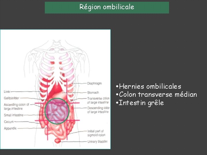 EXAMEN CLINIQUE DE LABDOMEN PRINCIPAUX SYNDROMES SEMIOLOGIE CHIRURGICALE