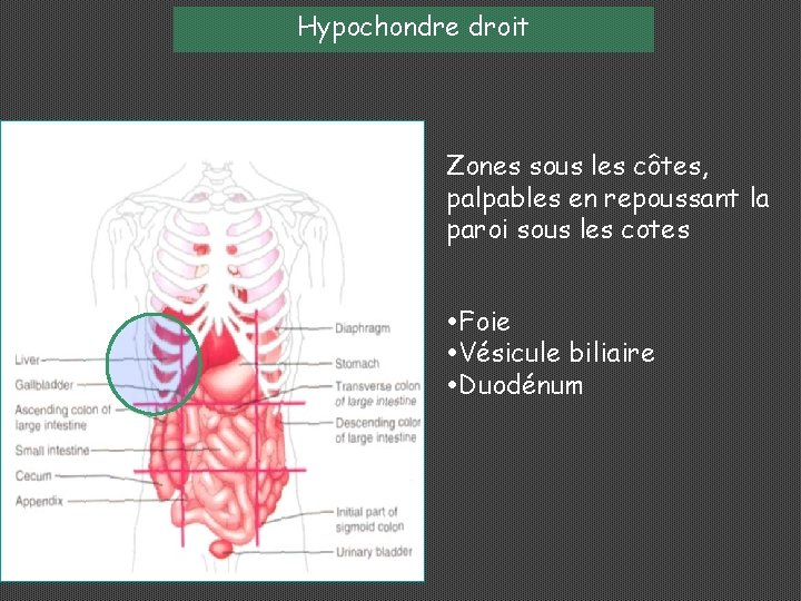 EXAMEN CLINIQUE DE LABDOMEN PRINCIPAUX SYNDROMES SEMIOLOGIE CHIRURGICALE