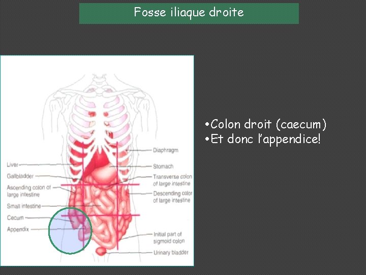 EXAMEN CLINIQUE DE LABDOMEN PRINCIPAUX SYNDROMES SEMIOLOGIE CHIRURGICALE