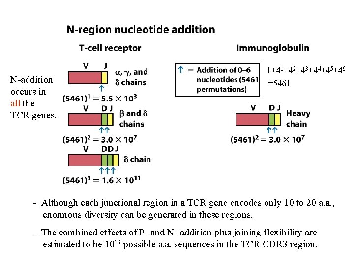 Chapter 9 TCell Receptor Interaction of ab TCR