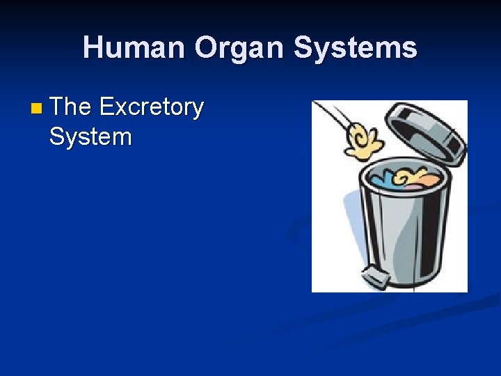 Human Organ Systems n The Excretory System What