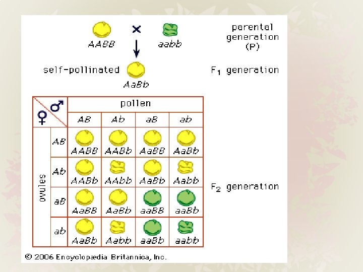 Chapter 9 Fundamentals of Genetics the branch of