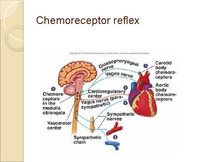 Arterial Blood Pressure1 Dr Eman El Eter Objectives