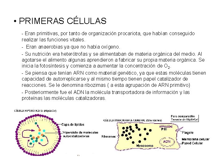 Tema 7 Teora celular Los procariontes Definicin de