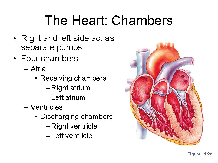 The Cardiovascular System Prepared by Ms Dipika Rathod