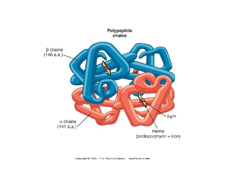 Structure and function of hemoglobin Objectives By the