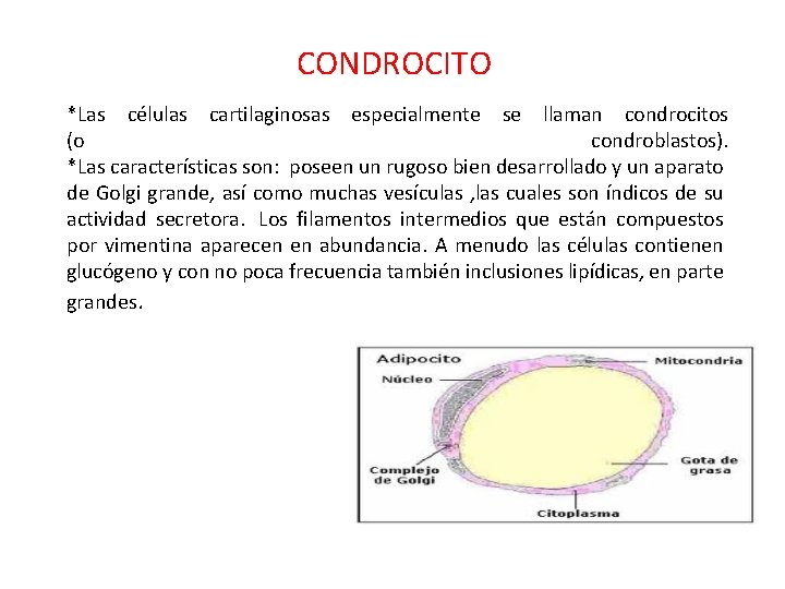 Tejido cartilaginoso Presentado por Mara Isabel Molina Botero