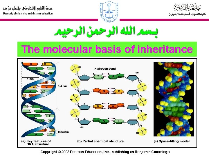 1 The molecular basis of inheritance Copyright 2002