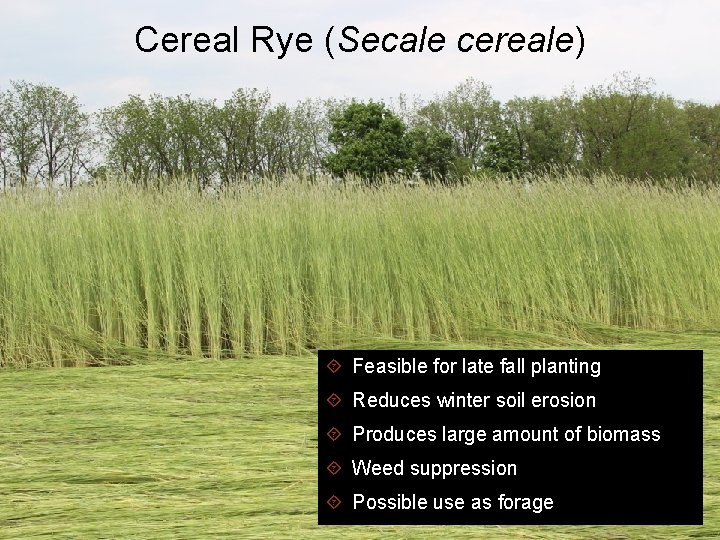 Cereal Rye Management Prior to Organic Soybean Effects