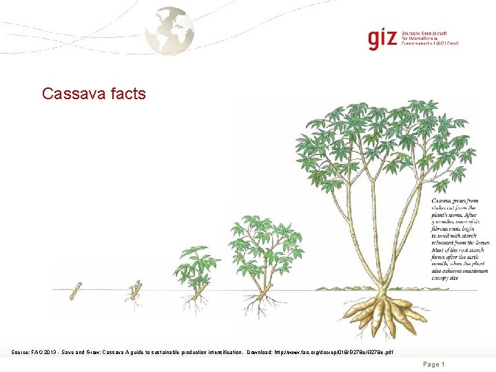 Cassava facts Source FAO 2013 Save and Grow