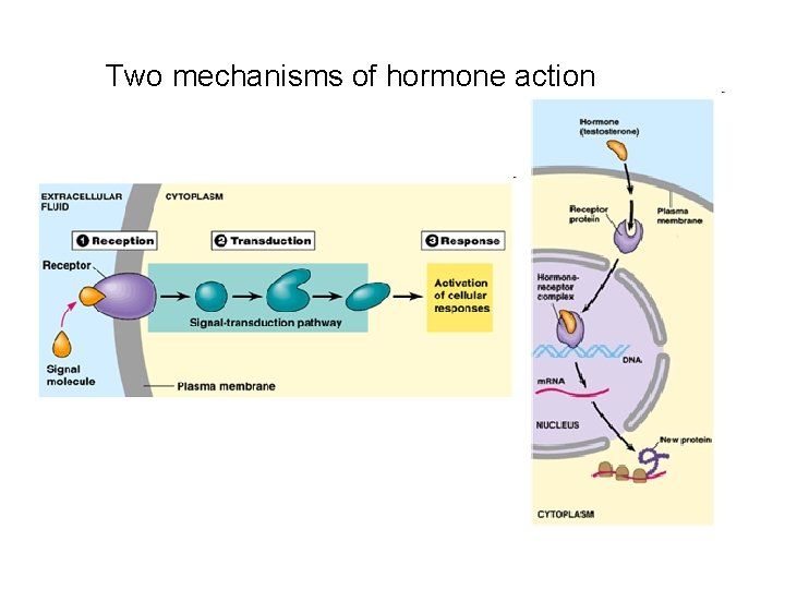 Most signal receptors are plasma membrane proteins Antigenbinding
