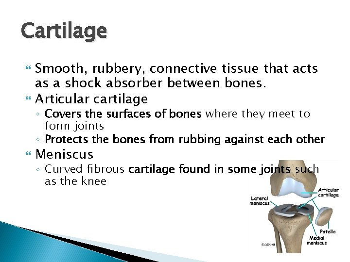Chapter 3 The Skeletal System Medical Terminology Mrs