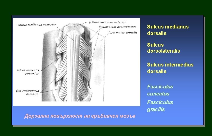 Sulcus medianus dorsalis Sulcus dorsolateralis Sulcus intermedius dorsalis