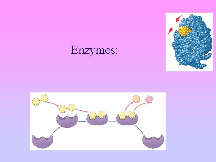Enzymes Nothing works without enzymes How important are