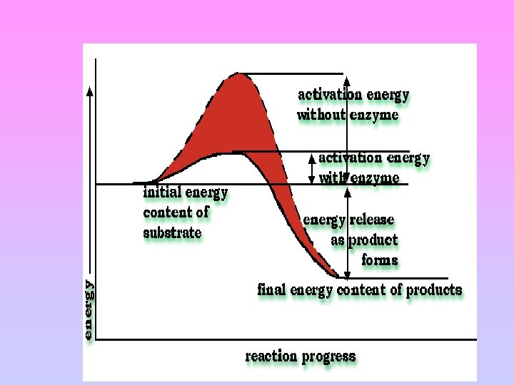 Enzymes Nothing works without enzymes How important are