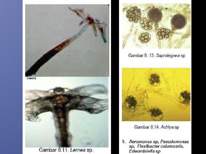 MANAJEMEN HAMA DAN PENYAKIT IKAN DasarDasar Budidaya Ikan