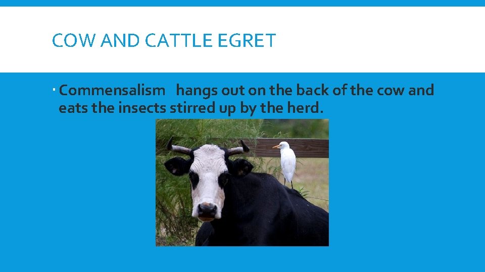 TYPES OF SYMBIOSIS Can you tell which is