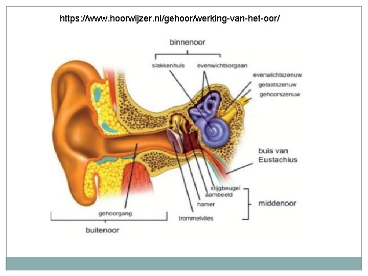 Keel neus en oor Bijgewerkt feb 2019 1