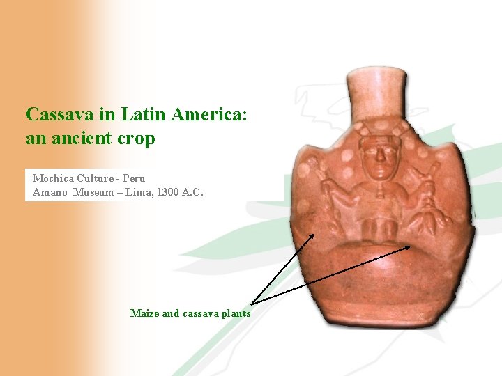 Cassava in Latin America an ancient crop Mochica