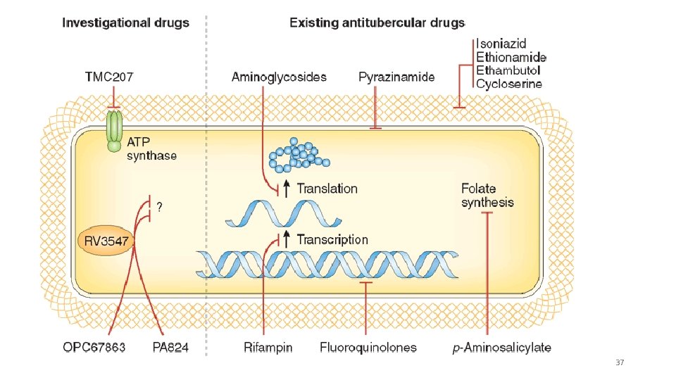 Antibiotic resistance criteria Komal Pareek 1 Key Terms