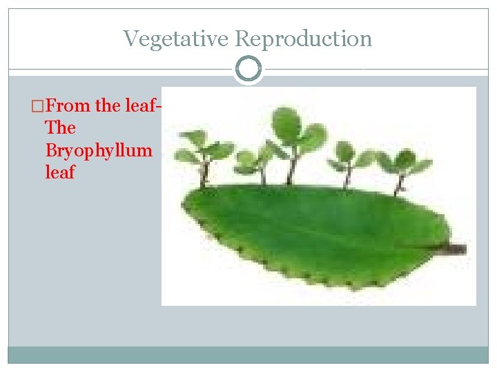 Chapter 7 REPRODUCTION IN LIVING THINGS Reproduction in