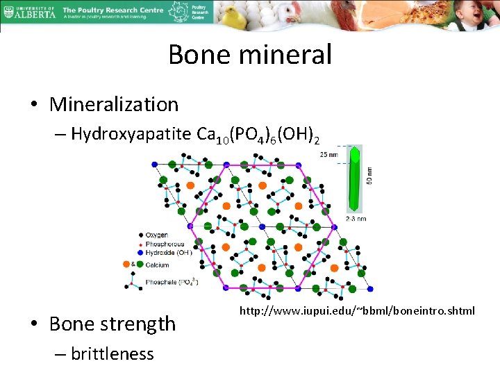 Trace element nutrition and bone metabolism Cibele Torres