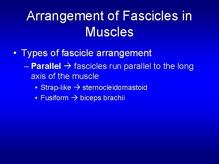 MUSCLES OF THE BODY Ch 11 Leonardo Da