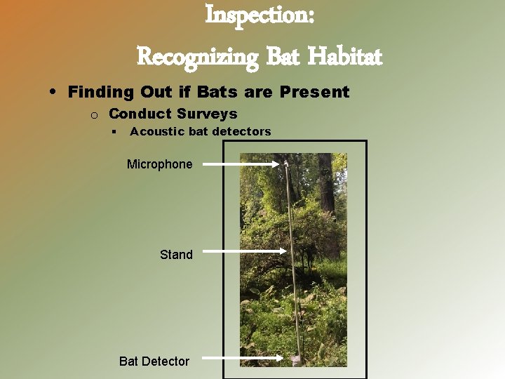 Bridging the Gap Between Bats and Transportation Projects