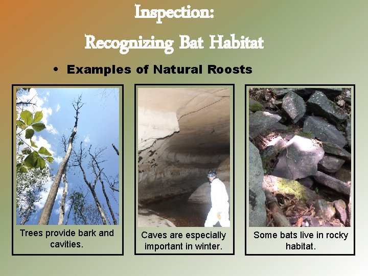 Bridging the Gap Between Bats and Transportation Projects