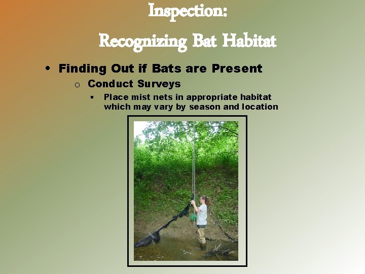 Bridging the Gap Between Bats and Transportation Projects