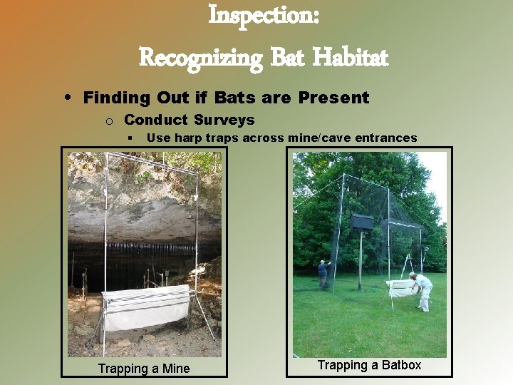 Bridging the Gap Between Bats and Transportation Projects